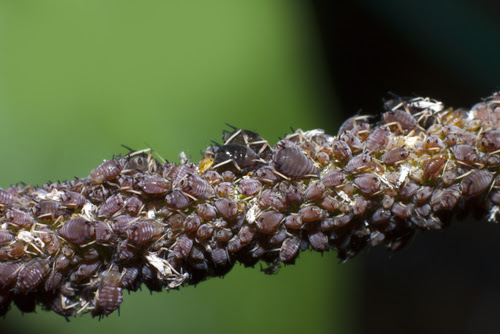 La culture de la fève en permaculture | saine-abondance.com