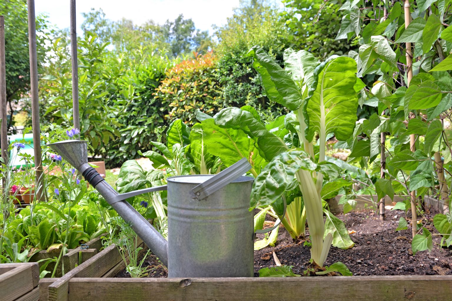 5 astuces pour créer un potager sur une petite surface